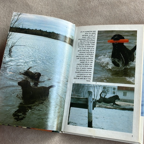 Dog | Labrador Retrievers Vintage Lab Book By Diane Mccarty 1983 ...